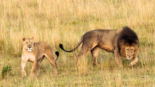 savanni | Tuomon kuva ja sana