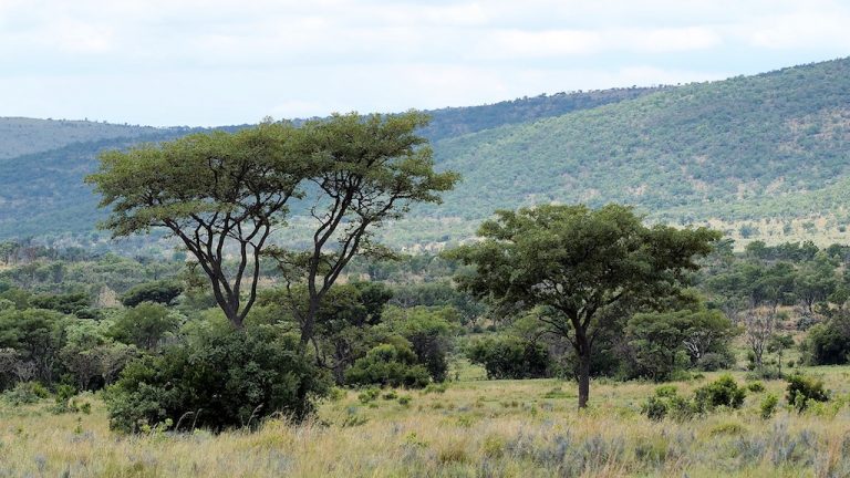 Savannikasvillisuus | Tuomon kuva ja sana